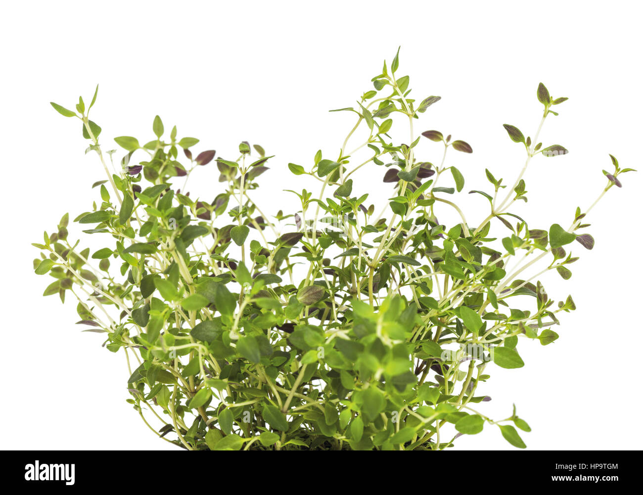 Thymian pflanze hi-res stock photography and images - Alamy