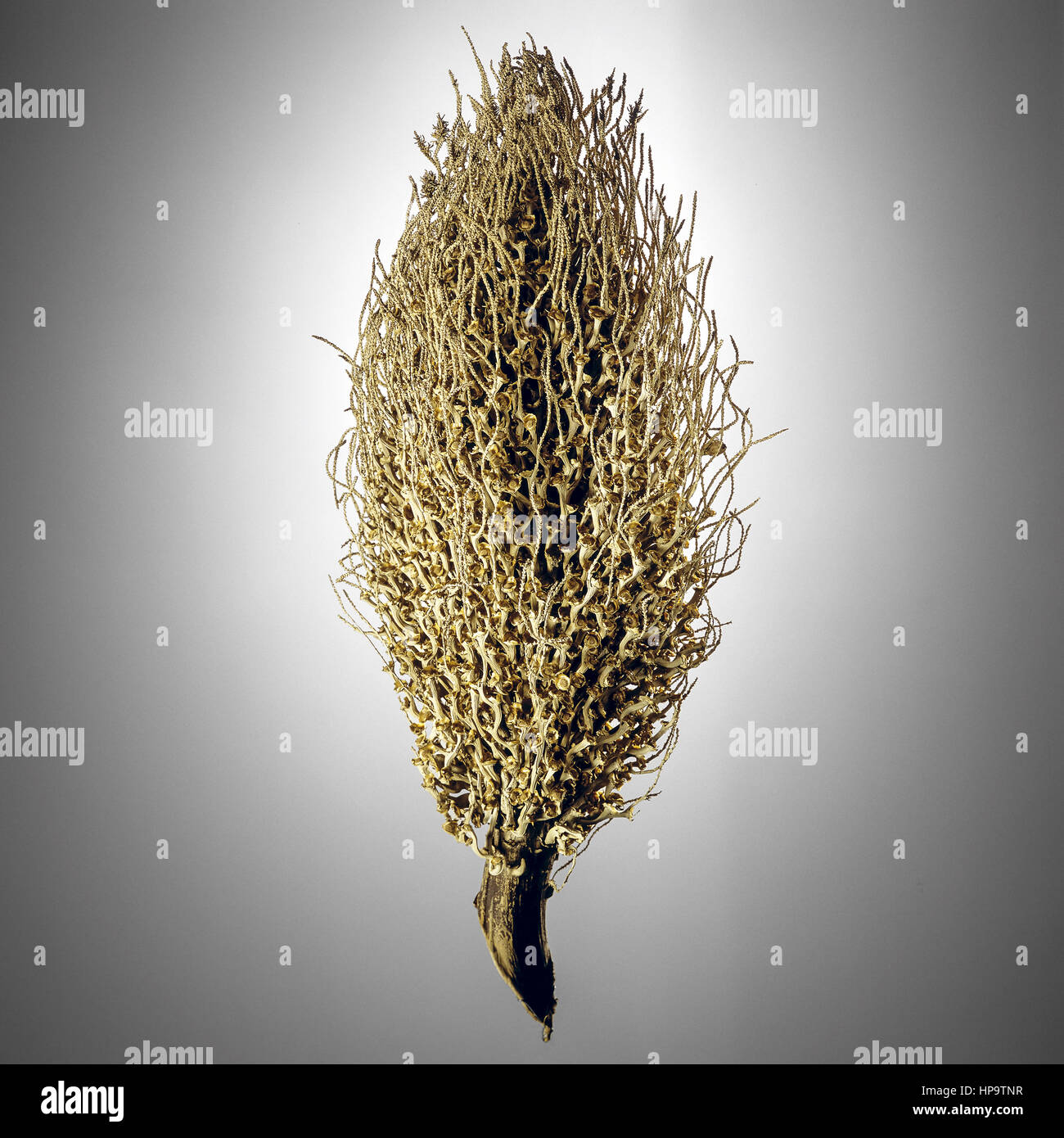 Buschiger hi-res stock photography and images - Alamy