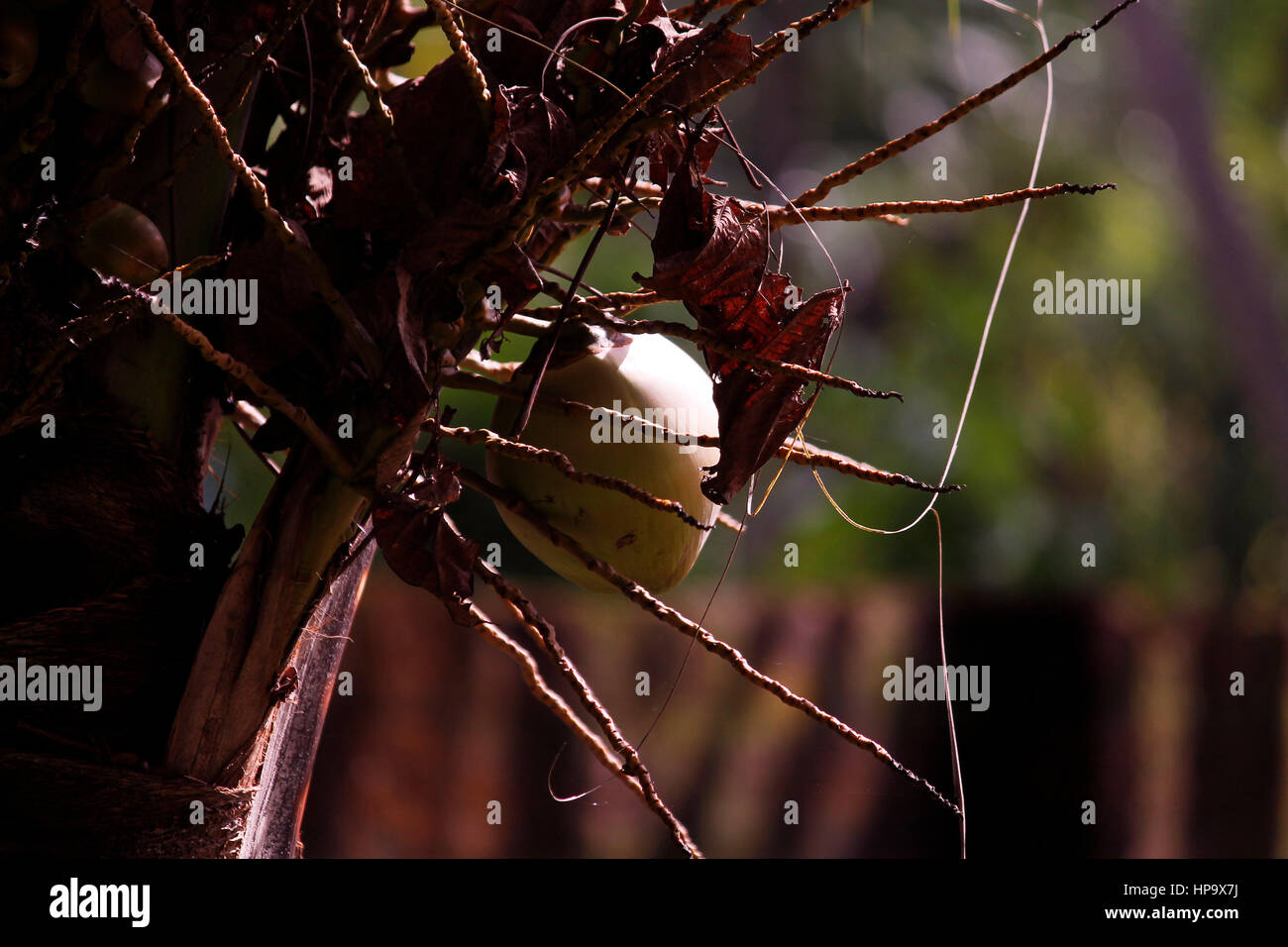 Kerala sea shells hi-res stock photography and images - Alamy