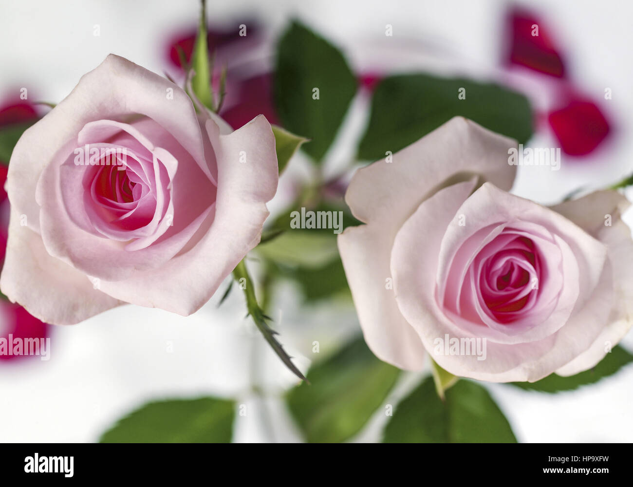Rosa rosen hi-res stock photography and images - Alamy