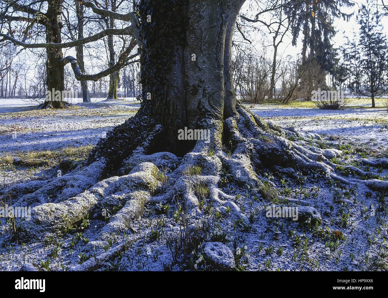 Baumwurzeln im Rauhreif Stock Photo - Alamy