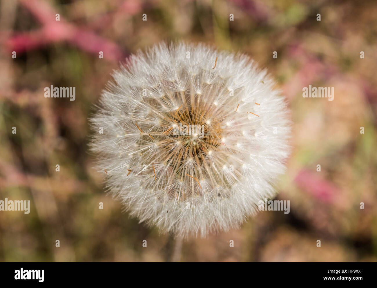 Dandelion seed head close up with blurred background Stock Photo - Alamy
