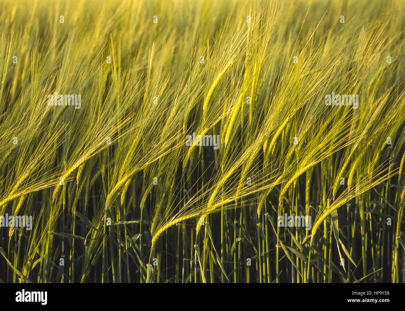 Gerstenfeld, nah, gruene Aehren Stock Photo - Alamy