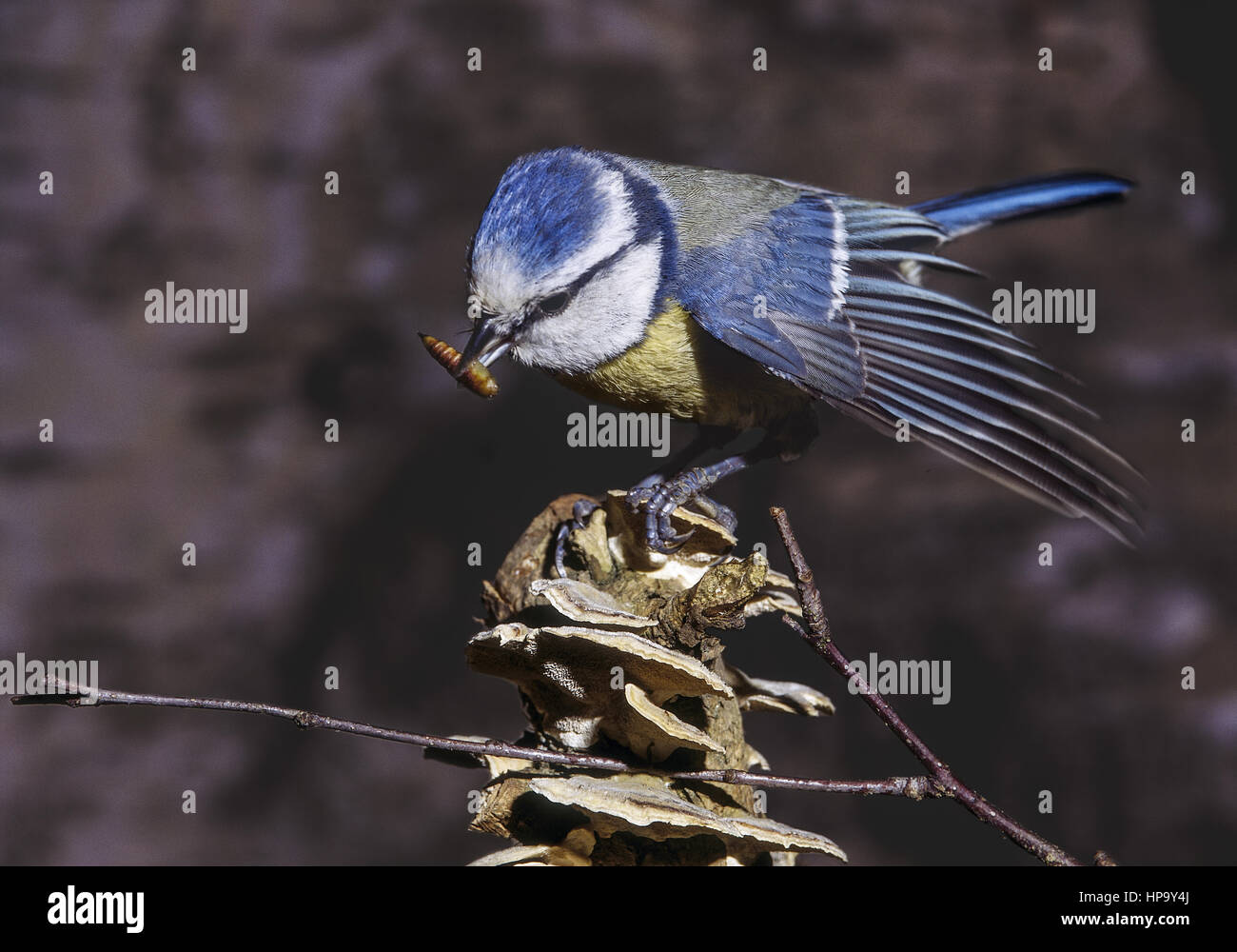 Blaumeise mit Larve im Schnabel Stock Photo - Alamy