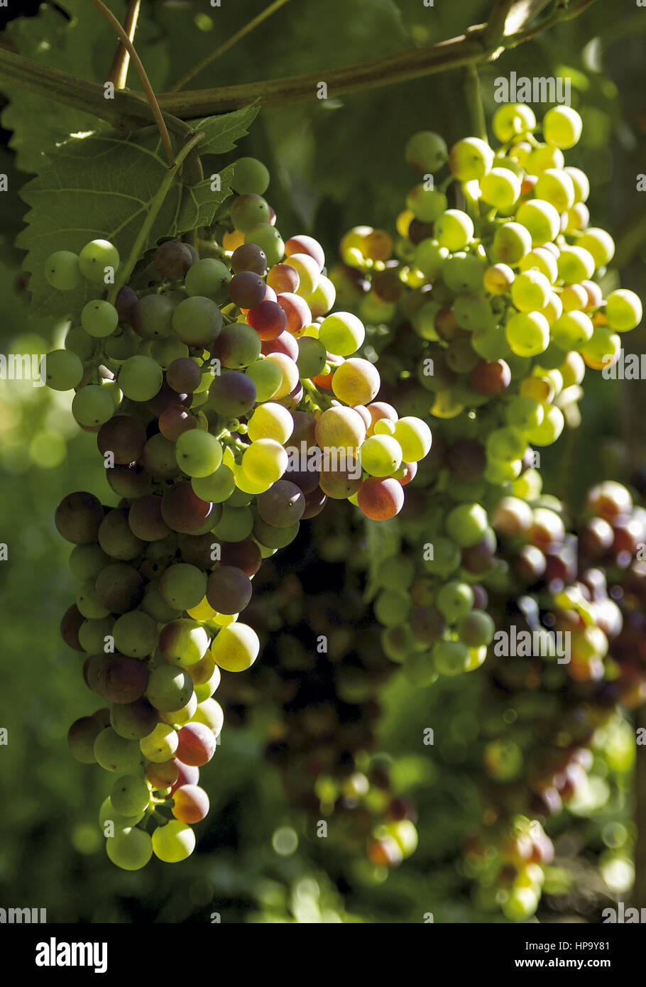 Weintrauben am Rebenstock Stock Photo - Alamy