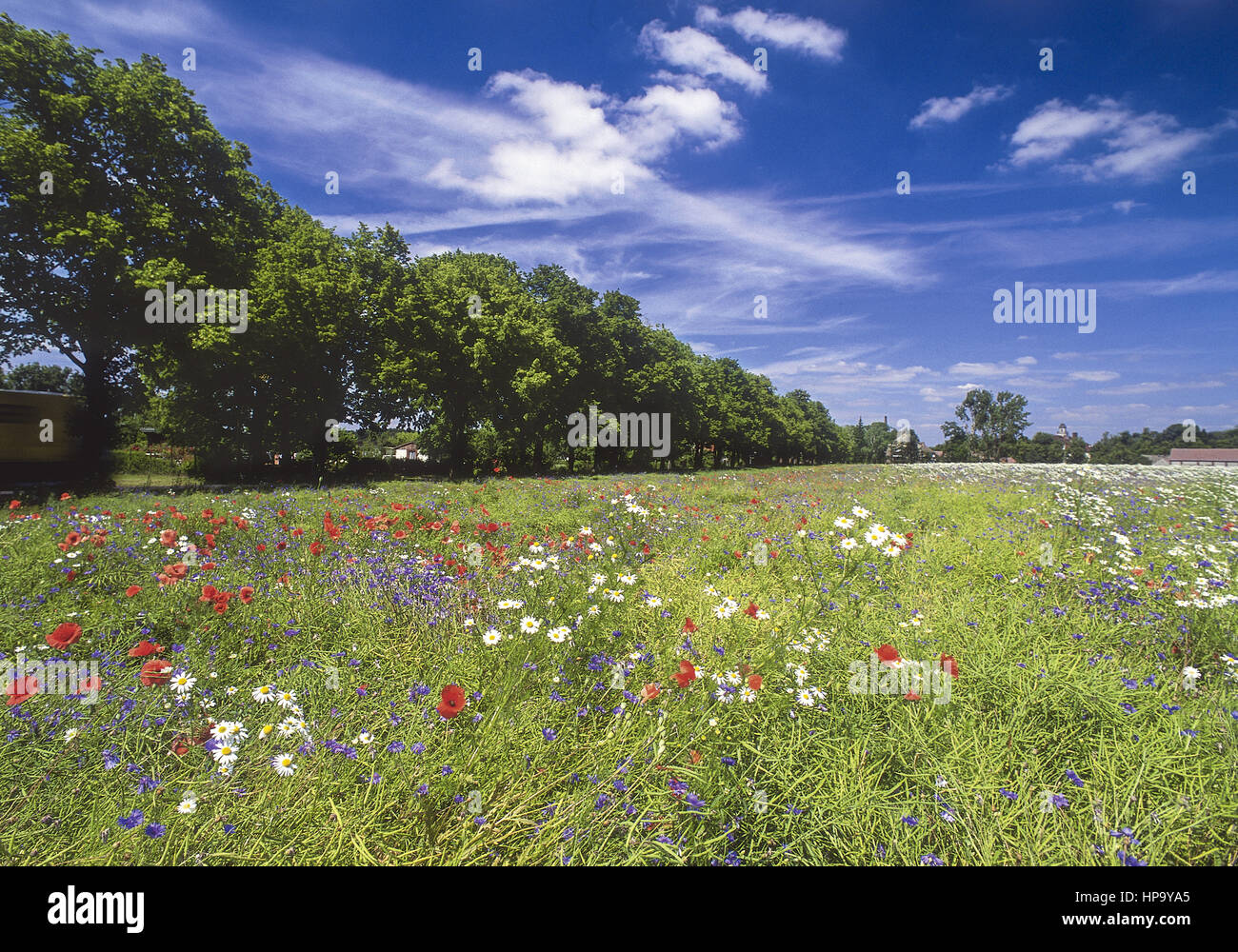 Sommerliches Feld mit Mohnblumen, Margeriten, Kornblumen Stock Photo ...