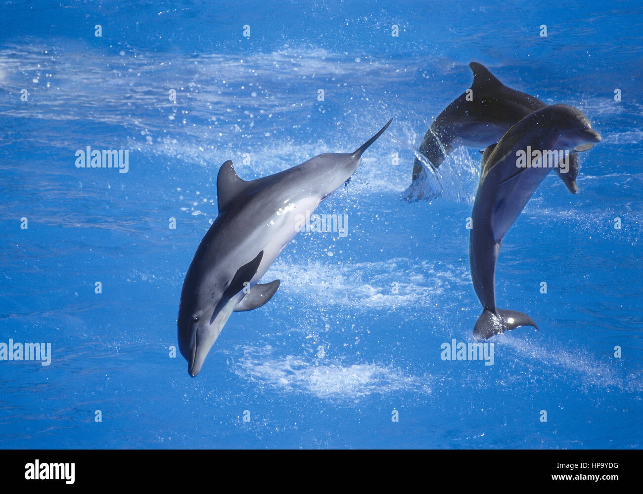 Drei Delfine springen bei Delfinshow Stock Photo - Alamy