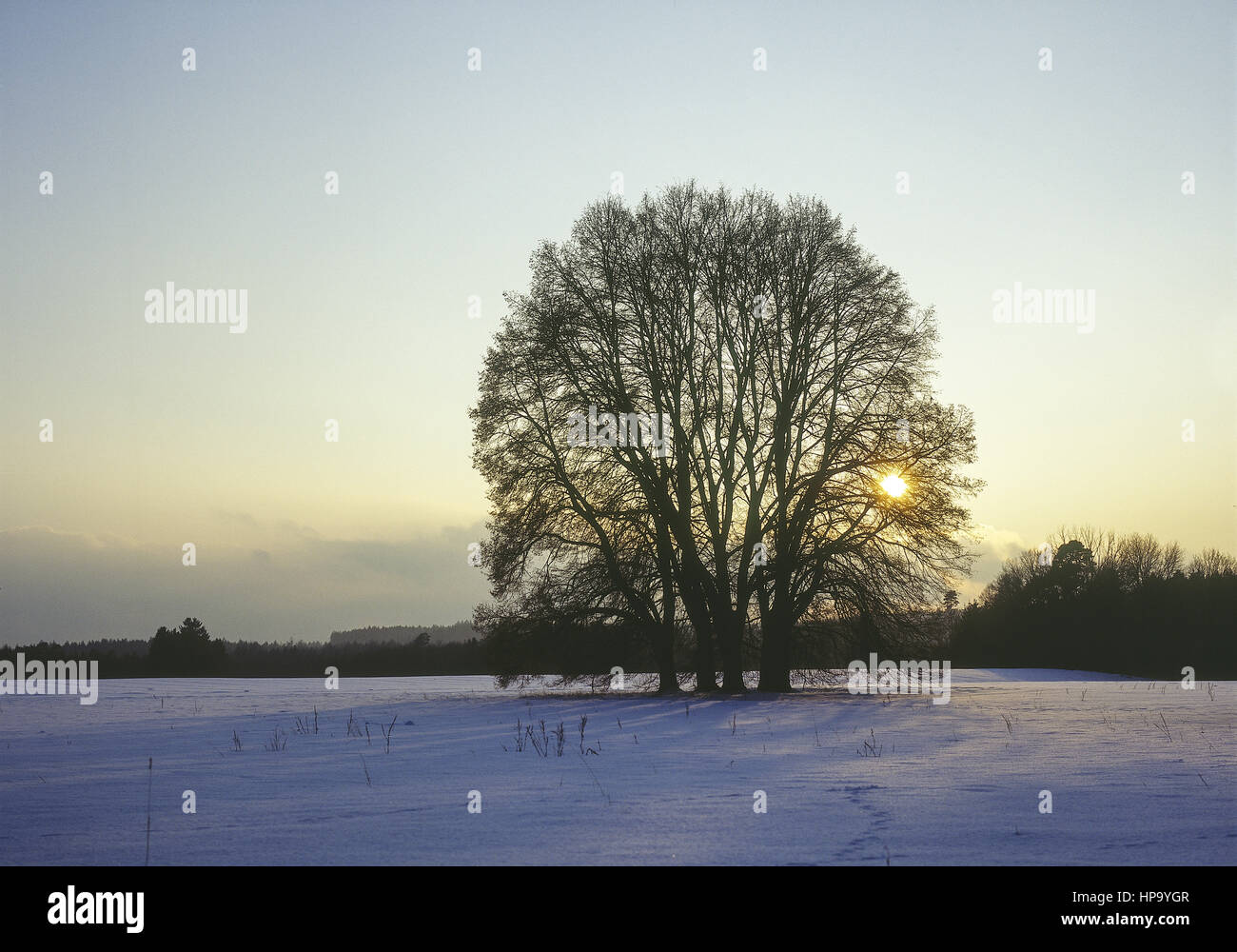 Grosser laubbaum hi-res stock photography and images - Alamy