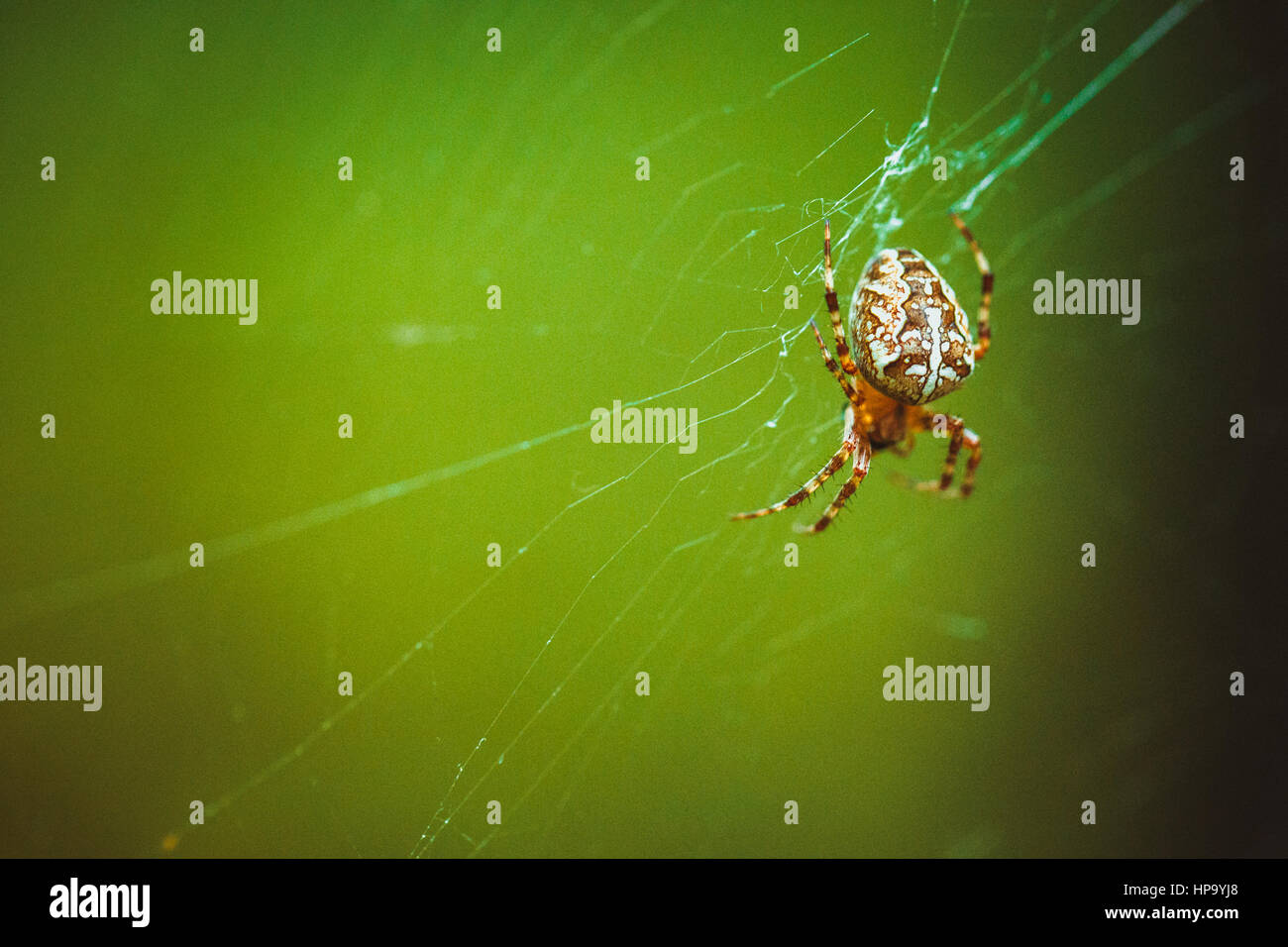 spider hanging on the web in a forest Stock Photo - Alamy