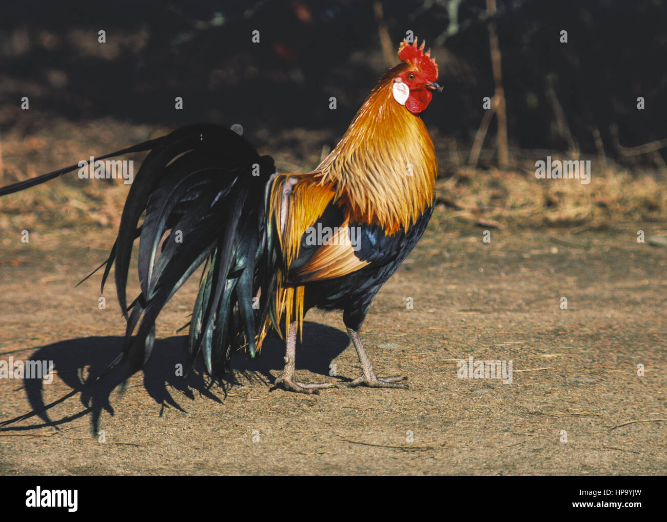 Hahn Stock Photo, Royalty Free Image: 134214273 - Alamy