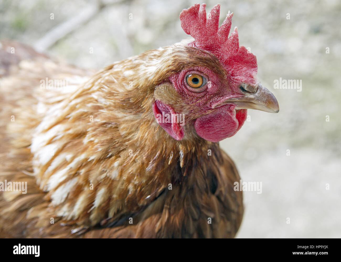 Huhn portrait hi-res stock photography and images - Alamy