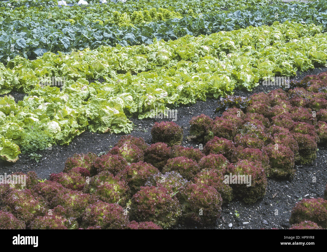 Salatfeld mit verschiedenen Salatsorten und Kohlsorten Stock Photo - Alamy