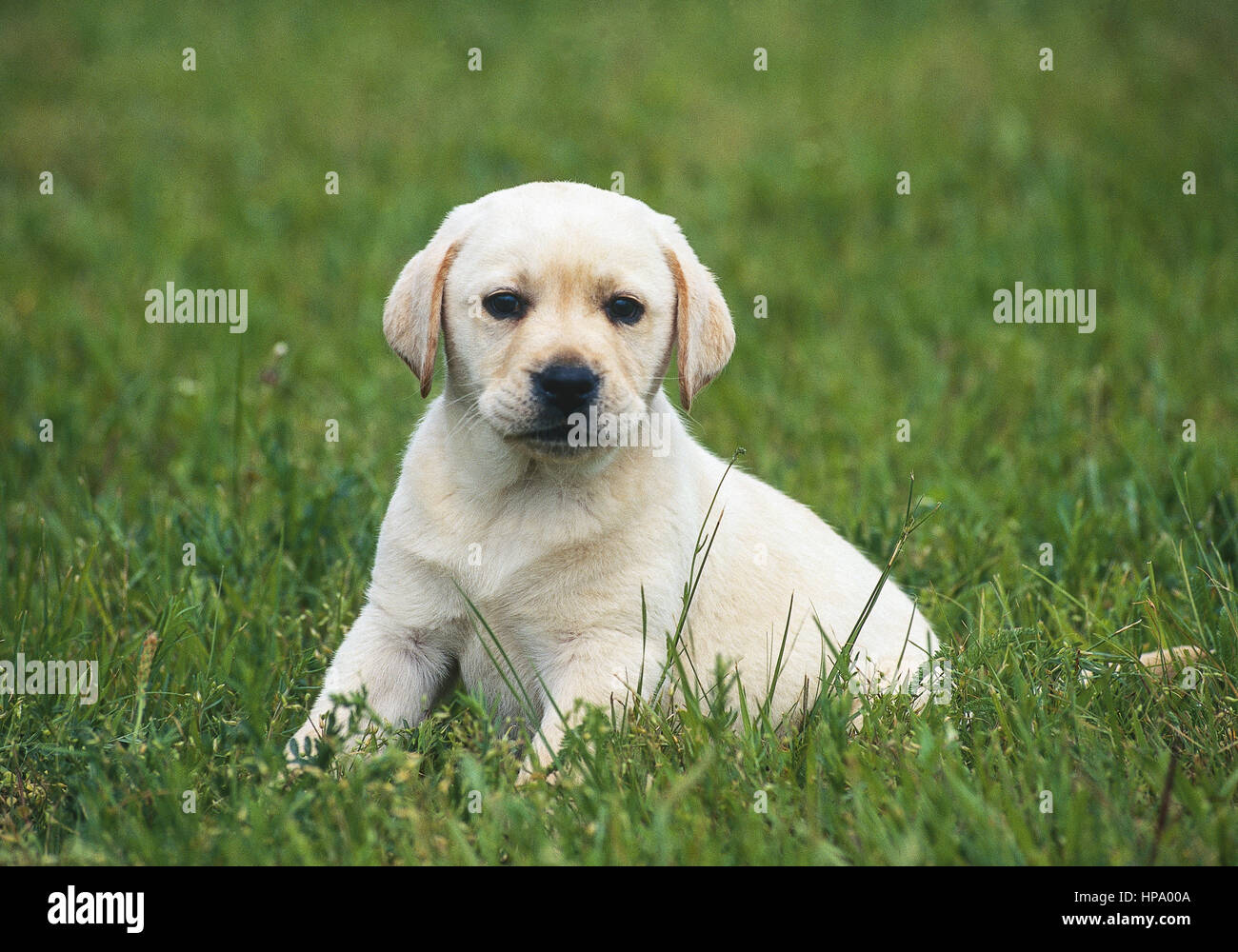 Labrador-Welpe, sitzt in Wiese Stock Photo - Alamy