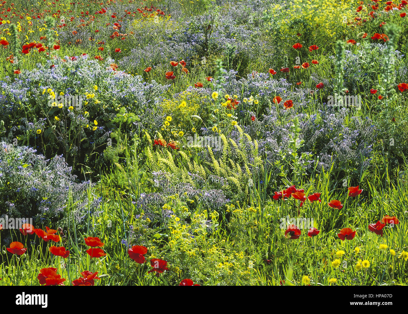 Bunte wiesen hi-res stock photography and images - Alamy
