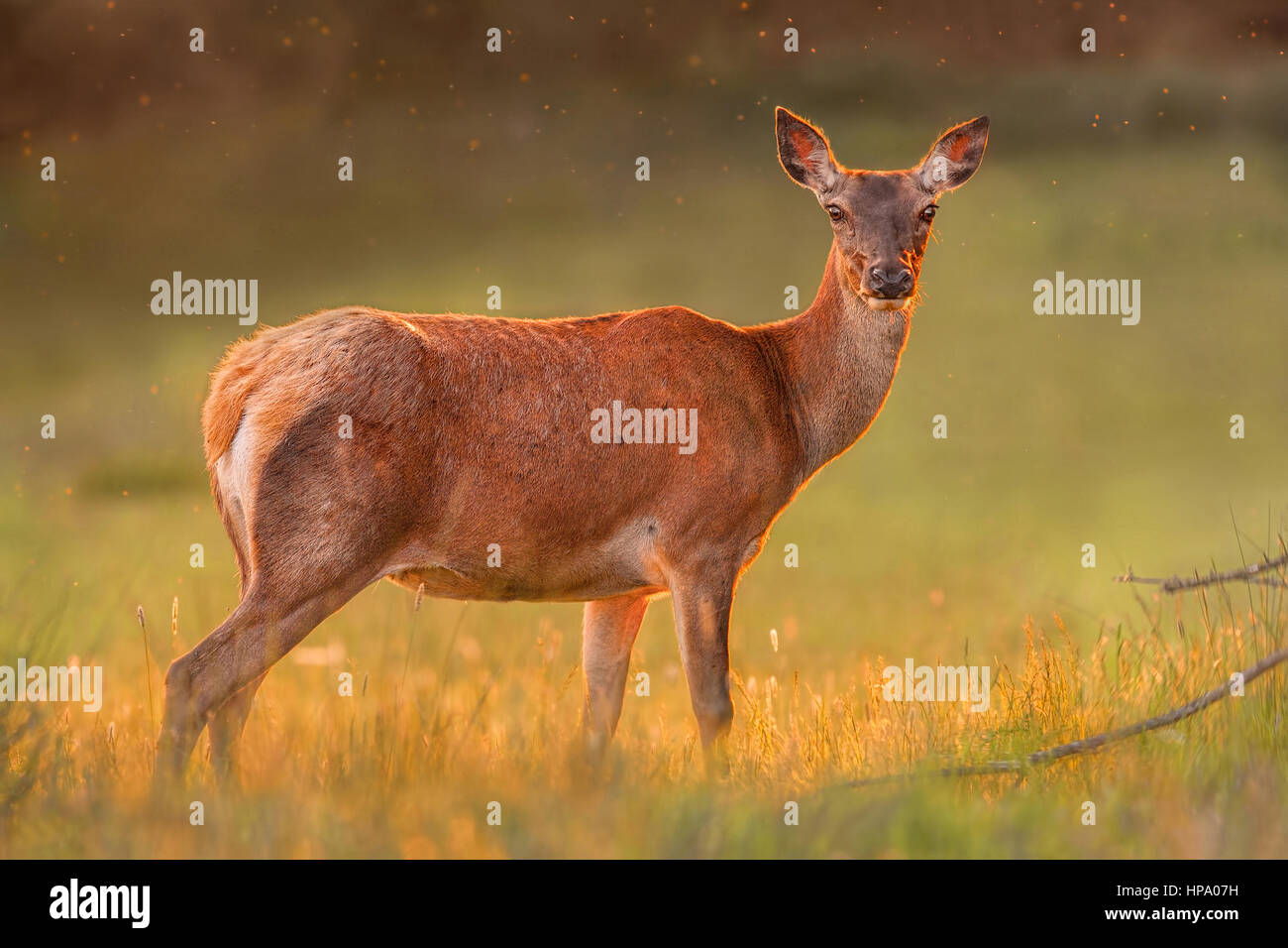 Red doe hi-res stock photography and images - Alamy