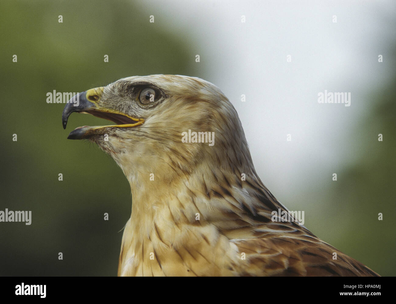 Greifvogel portraits hi-res stock photography and images - Alamy