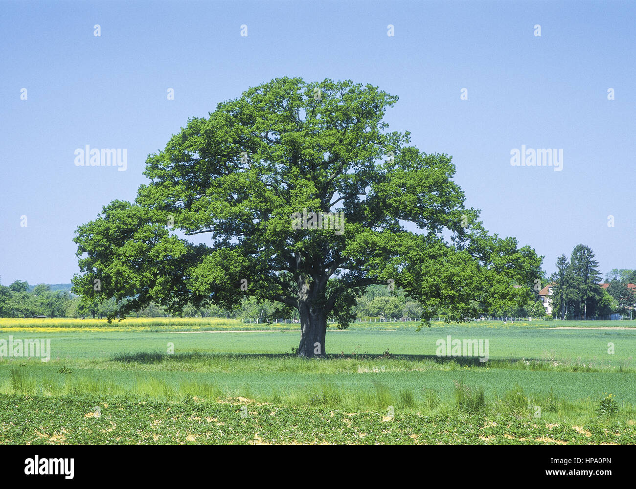Grosser Laubbaum im Fruehling, Jahreszeitenserie Stock Photo - Alamy