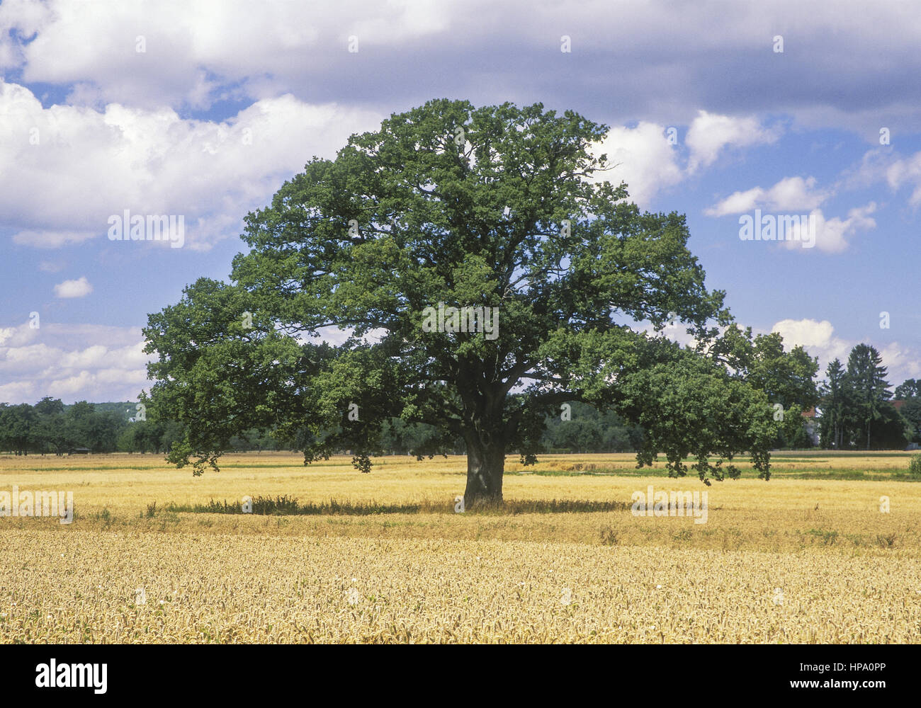Grosser Laubbaum im Sommer, Jahreszeitenserie Stock Photo - Alamy