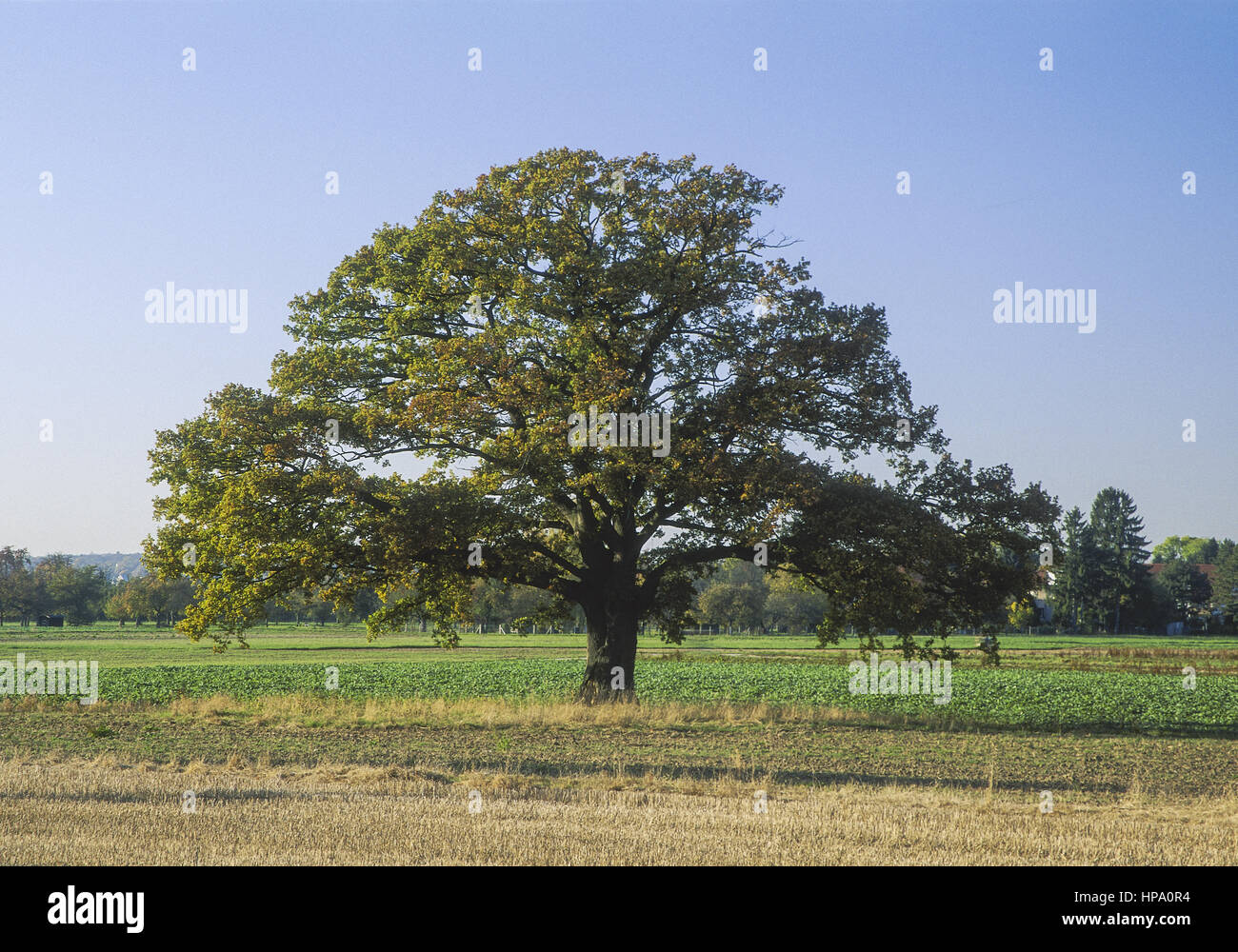 Grosser laubbaum hi-res stock photography and images - Alamy