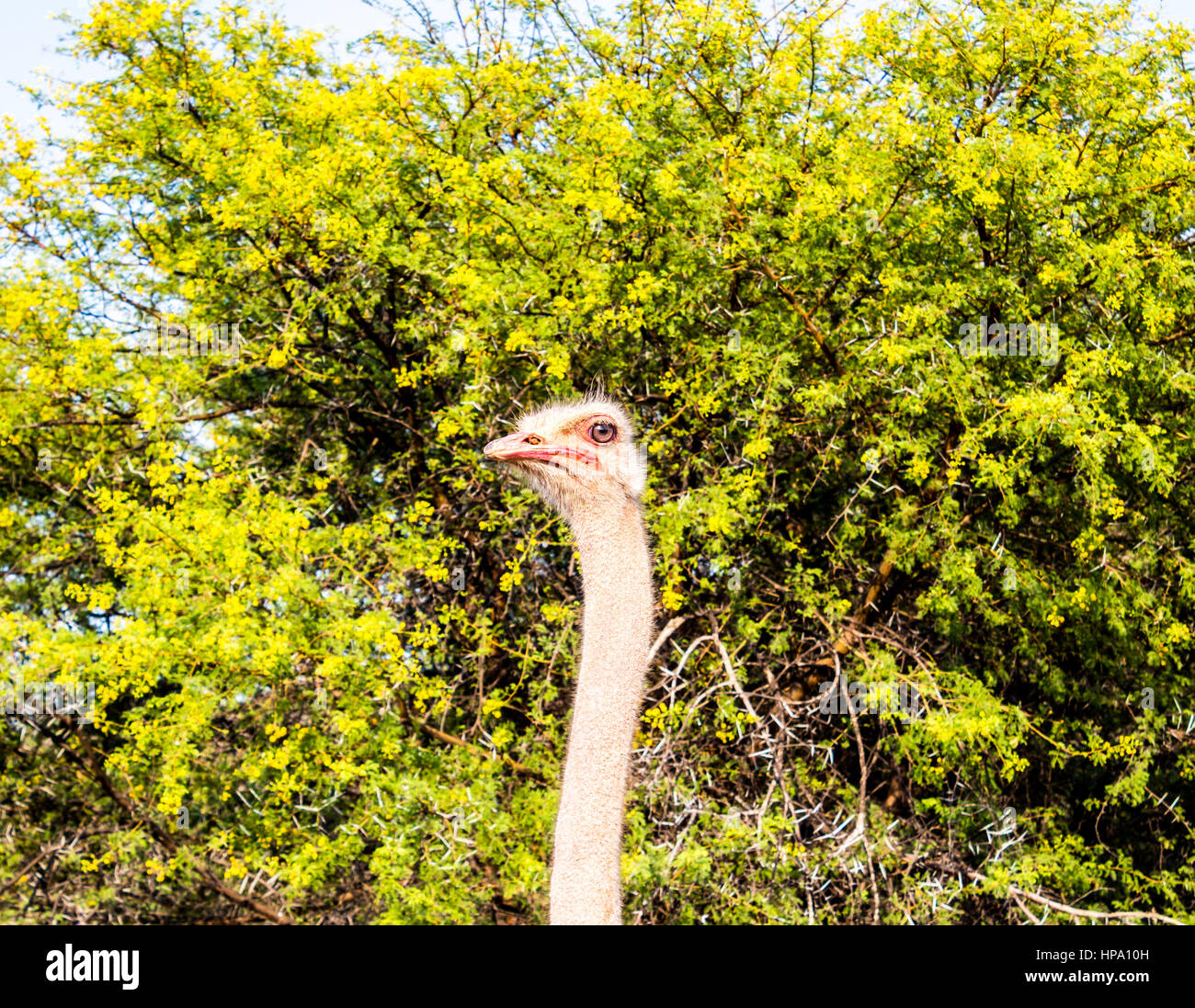 Ostrich portrait in front of Mimosa thorn tree Stock Photo - Alamy