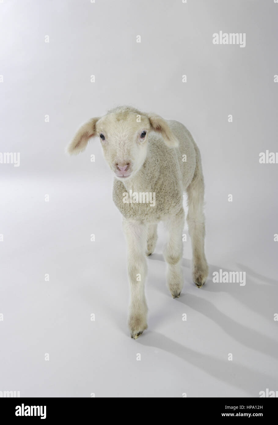 Lamm hi-res stock photography and images - Alamy