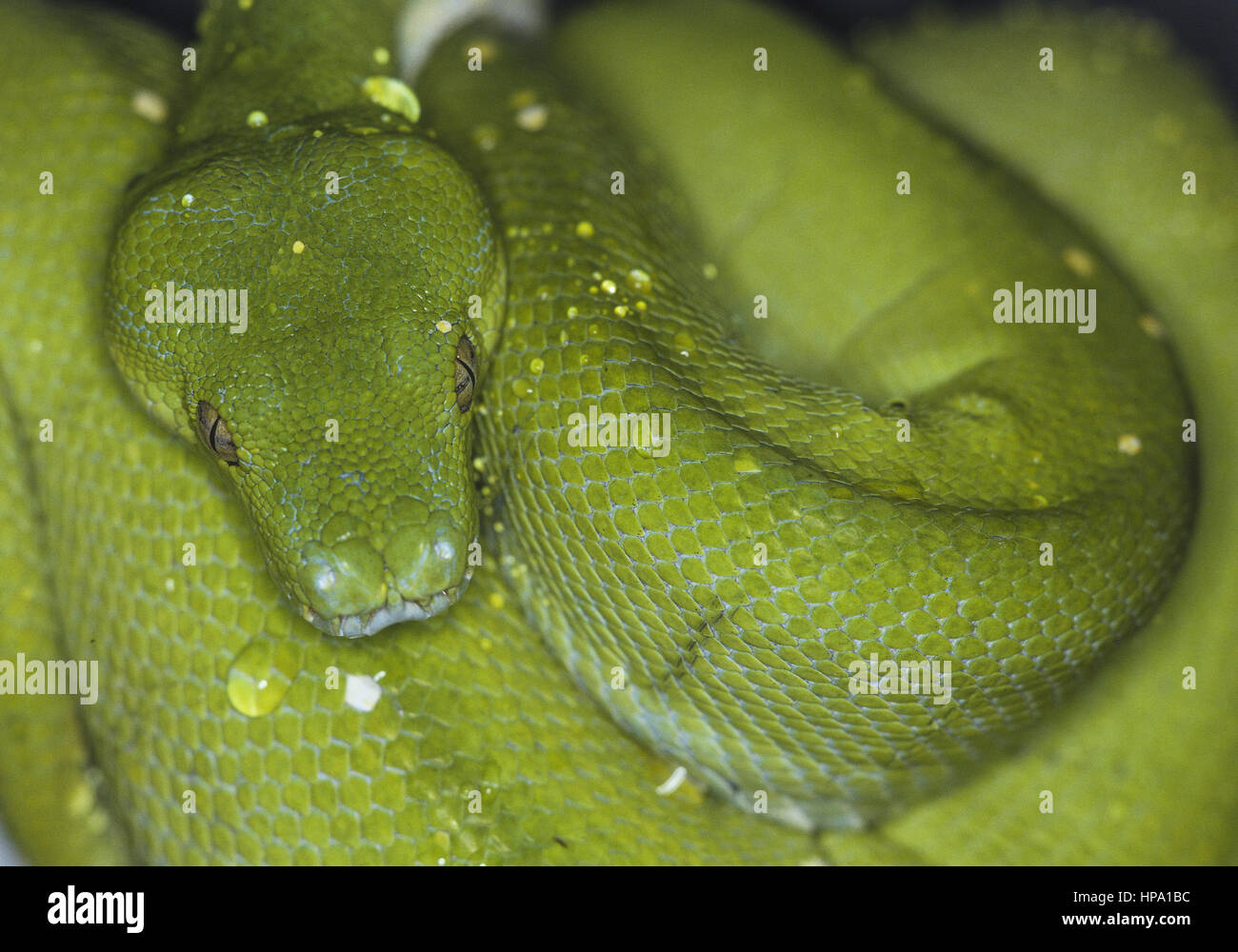 Baumpython hi-res stock photography and images - Alamy