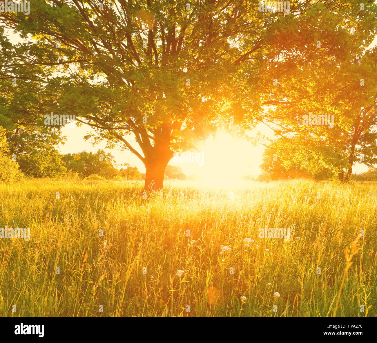 Sunny summer background. Morning sunlight illuminate summer meadow ...