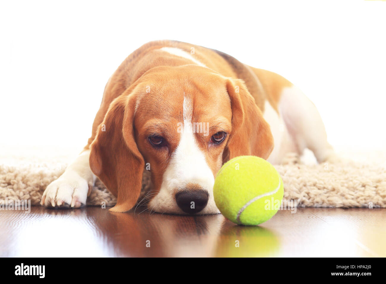 Tired dog on the floor. Tennis ball near tired beagle. Dog relax after ...