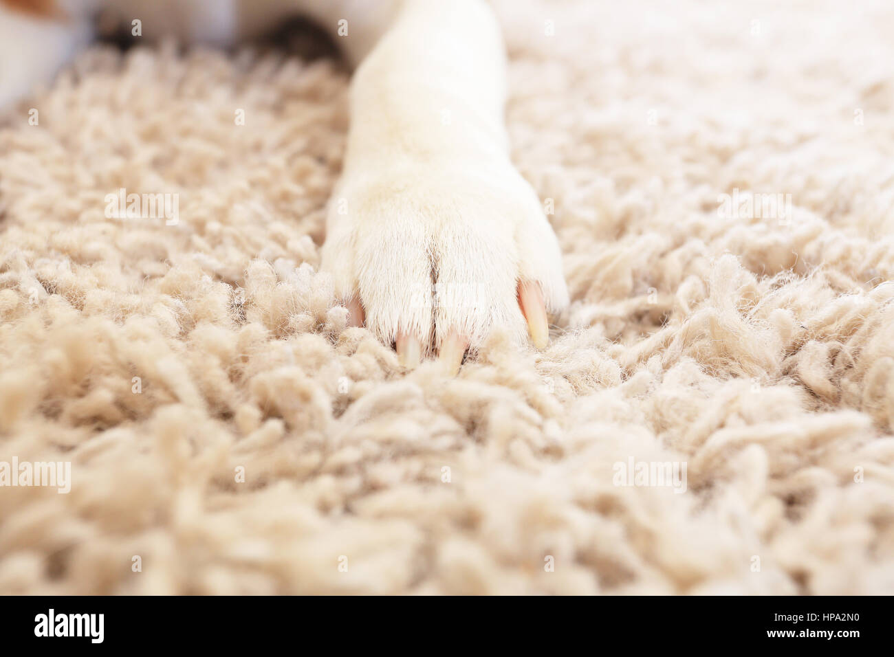 Hairy dog carpet hi-res stock photography and images - Alamy