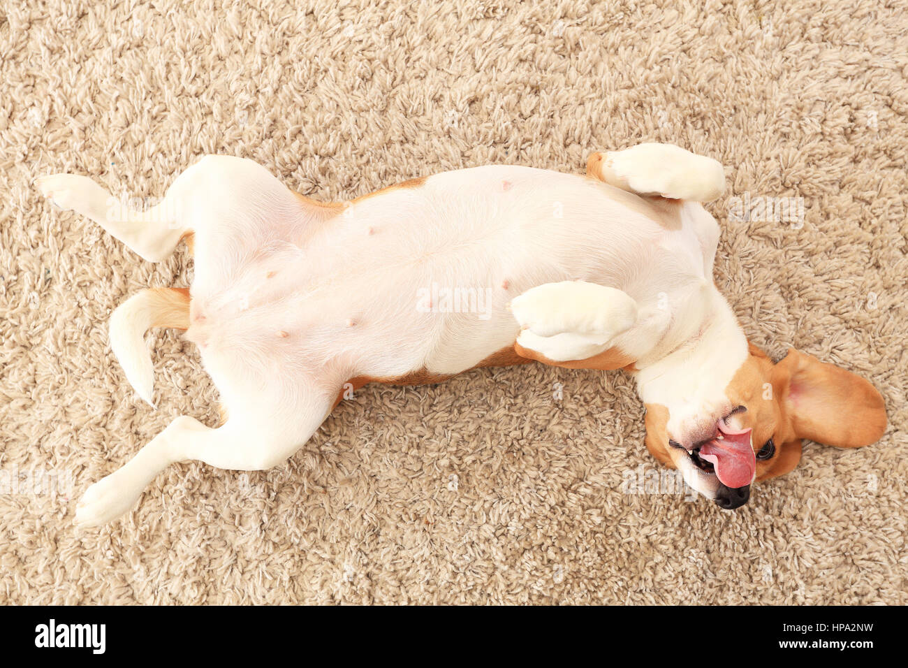 Dog rest on carpet on his back. Beagle lick his nose lying on his back ...