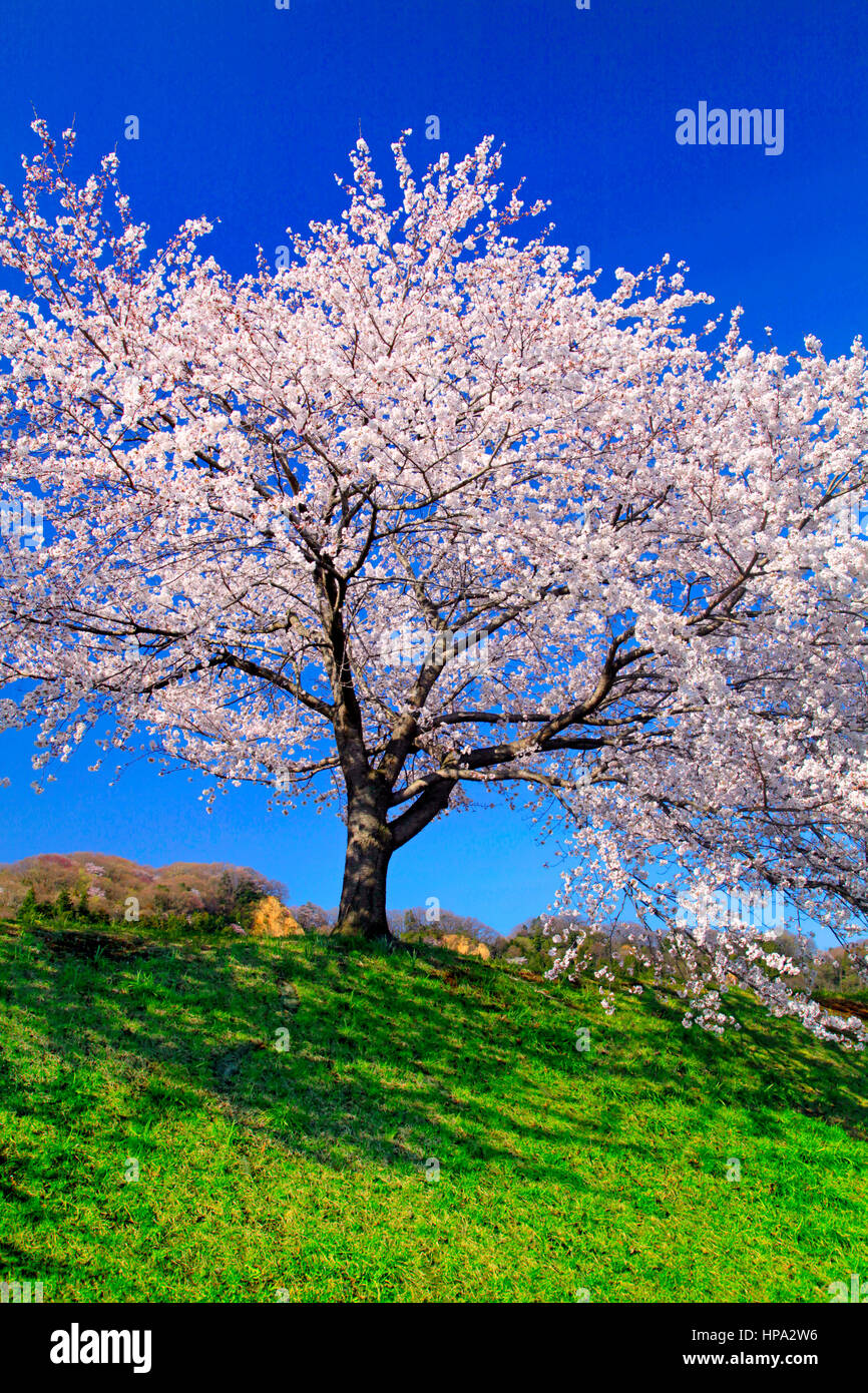 Cherry Blossoms on Tamagawa River Embankment Hamura city Tokyo Japan ...
