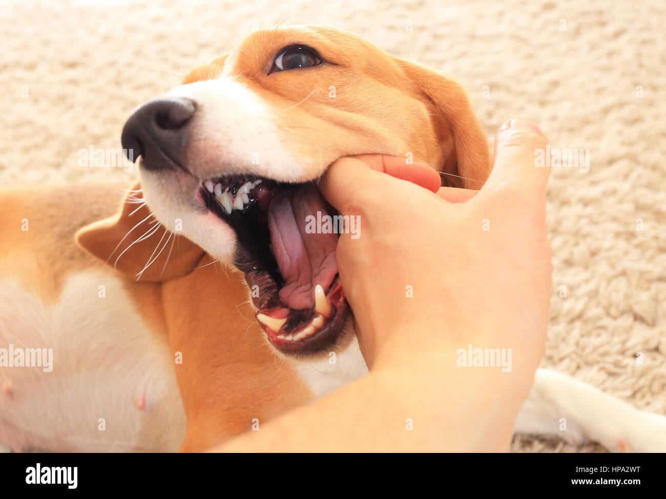 Funny puppy biting hand. Beagle play with hand on carpet. Open dog ...