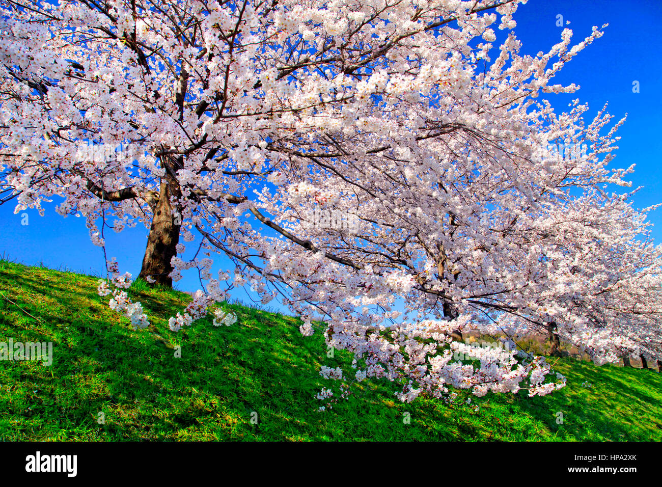 Cherry Blossoms on Tamagawa River Embankment Hamura city Tokyo Japan ...