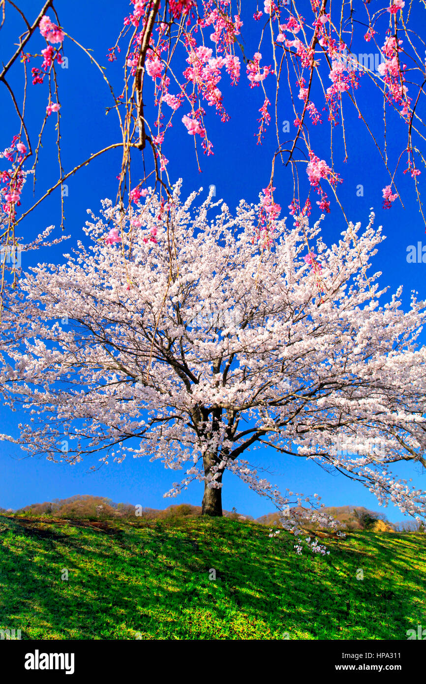 Tama river embankment hi-res stock photography and images - Alamy