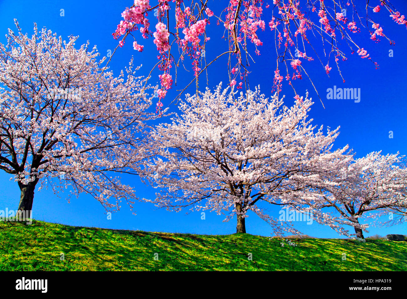 Tama river embankment hi-res stock photography and images - Alamy