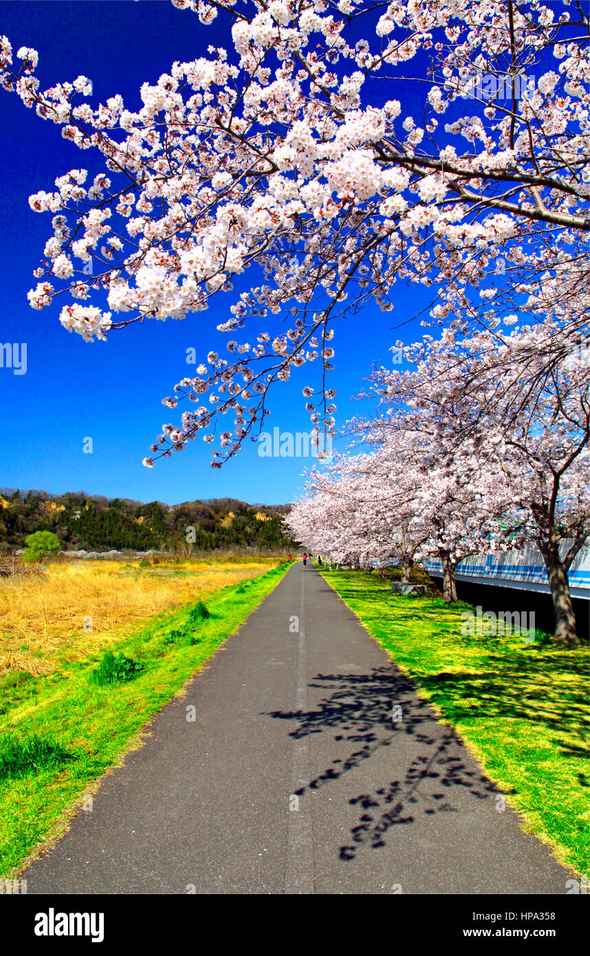 Tama river embankment hi-res stock photography and images - Alamy