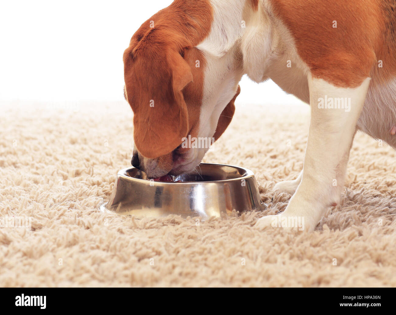 Dog drinks water isolated on white background. Beagle sit on carpet ...