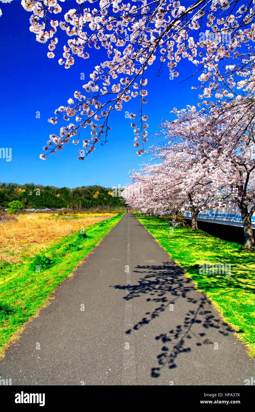 Cherry Blossoms on Tamagawa River Embankment Hamura city Tokyo Japan ...