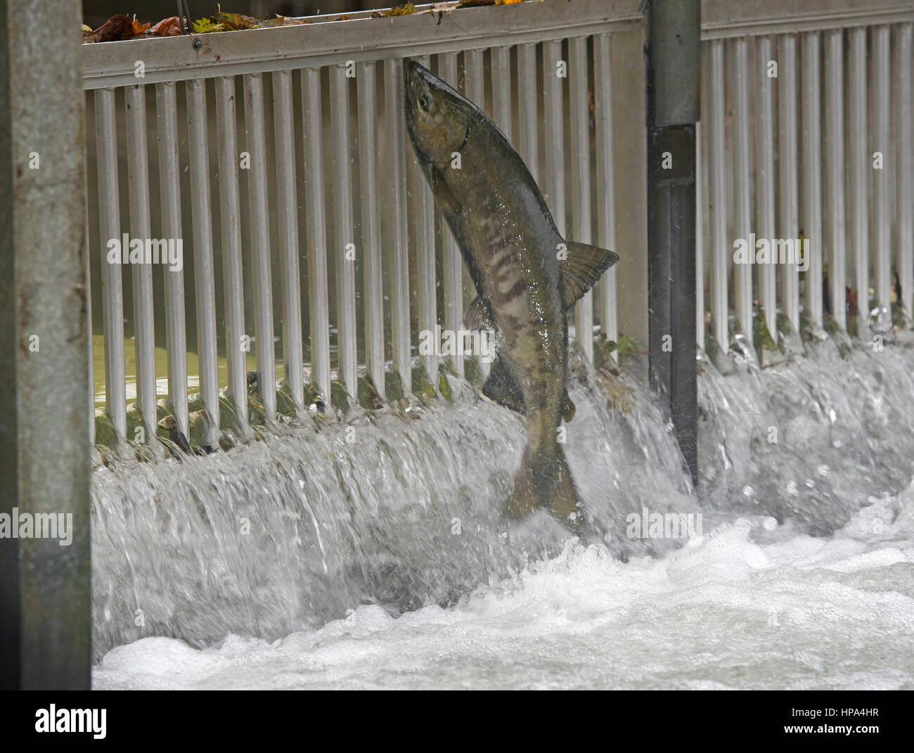 Shoals of Chum Salmon on their annual spawning migration determined to ...