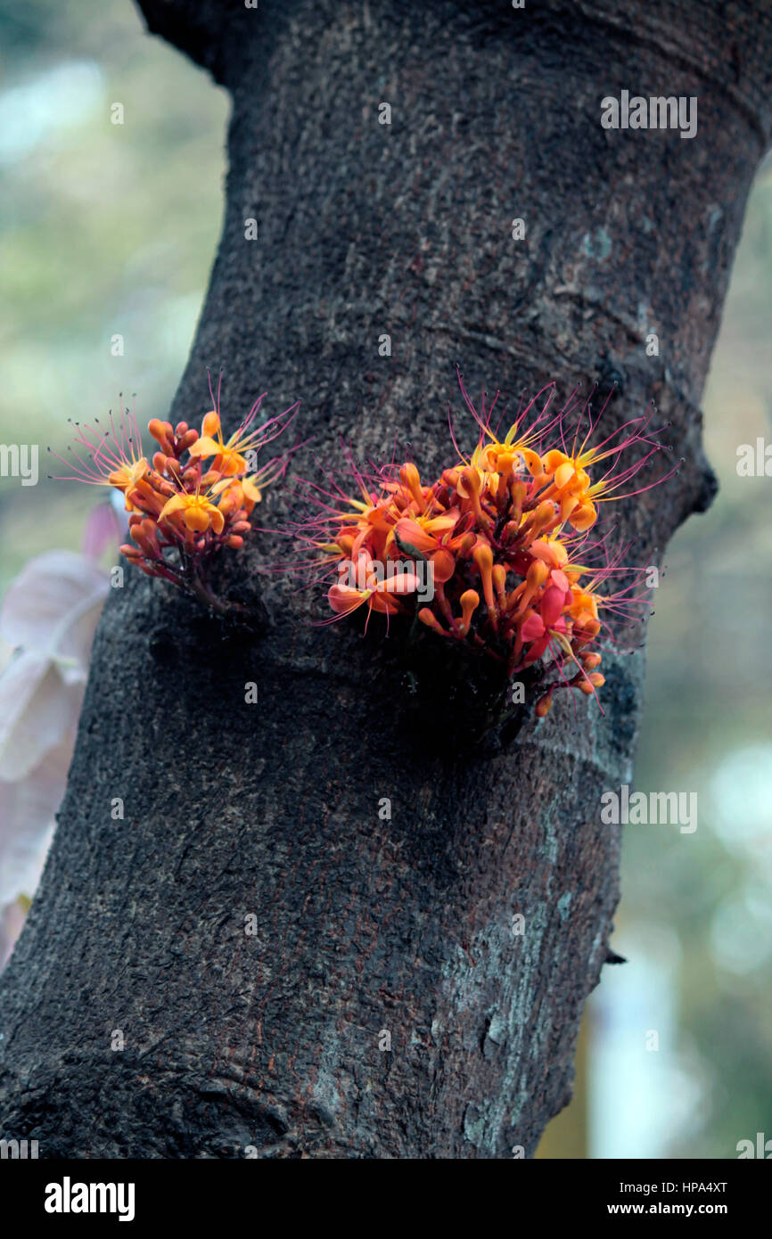 God of ayurveda hi-res stock photography and images - Alamy