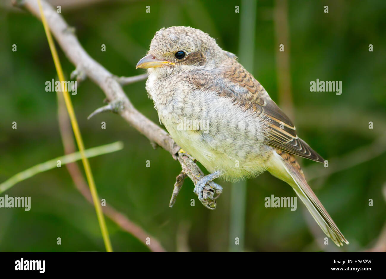 Red backed bird hi-res stock photography and images - Alamy
