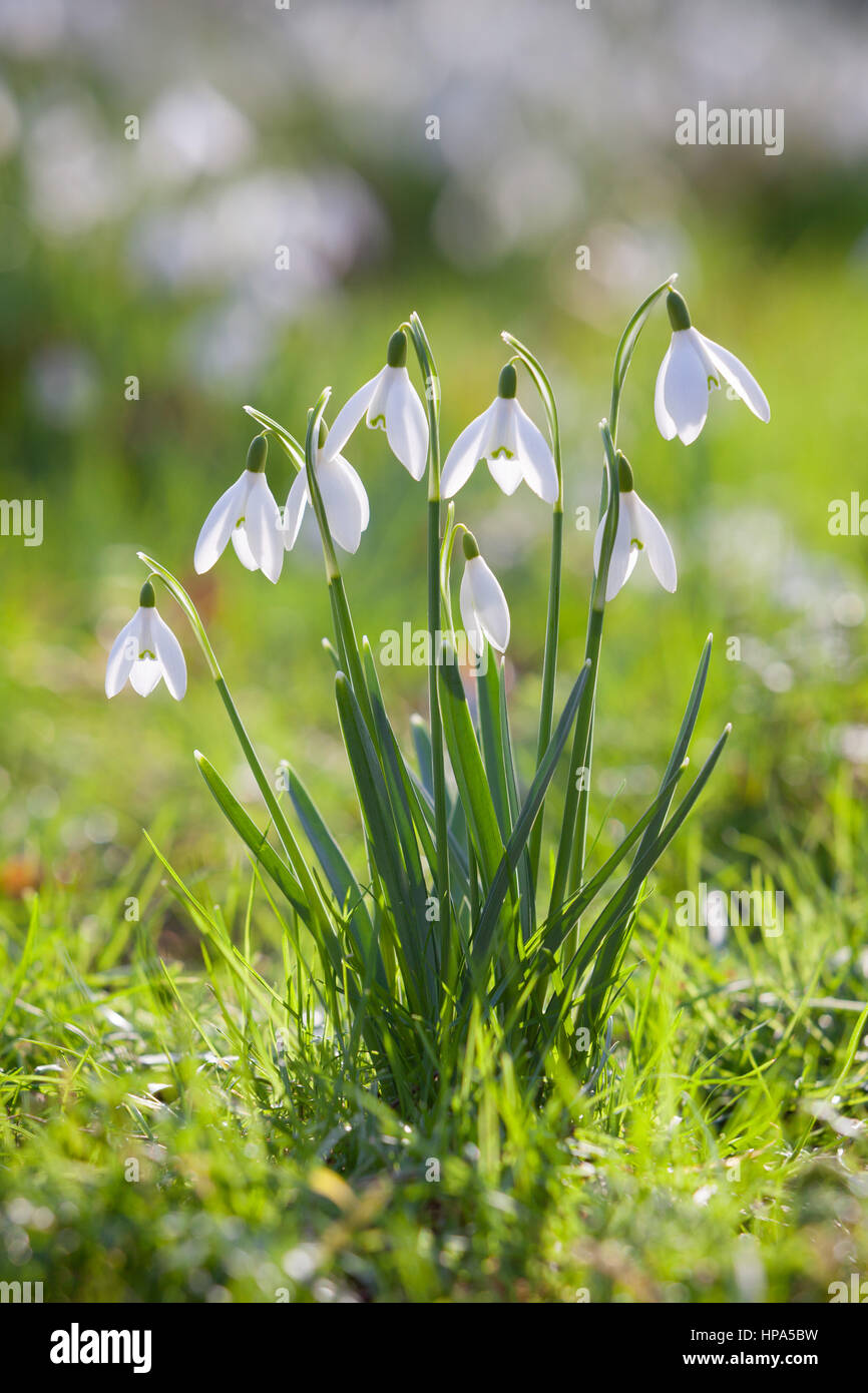 Snowdrops at Elsham Hall Gardens and Country Park. Elsham, North ...
