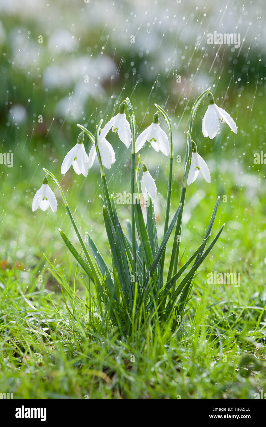 Snowdrops at Elsham Hall Gardens and Country Park. Elsham, North ...