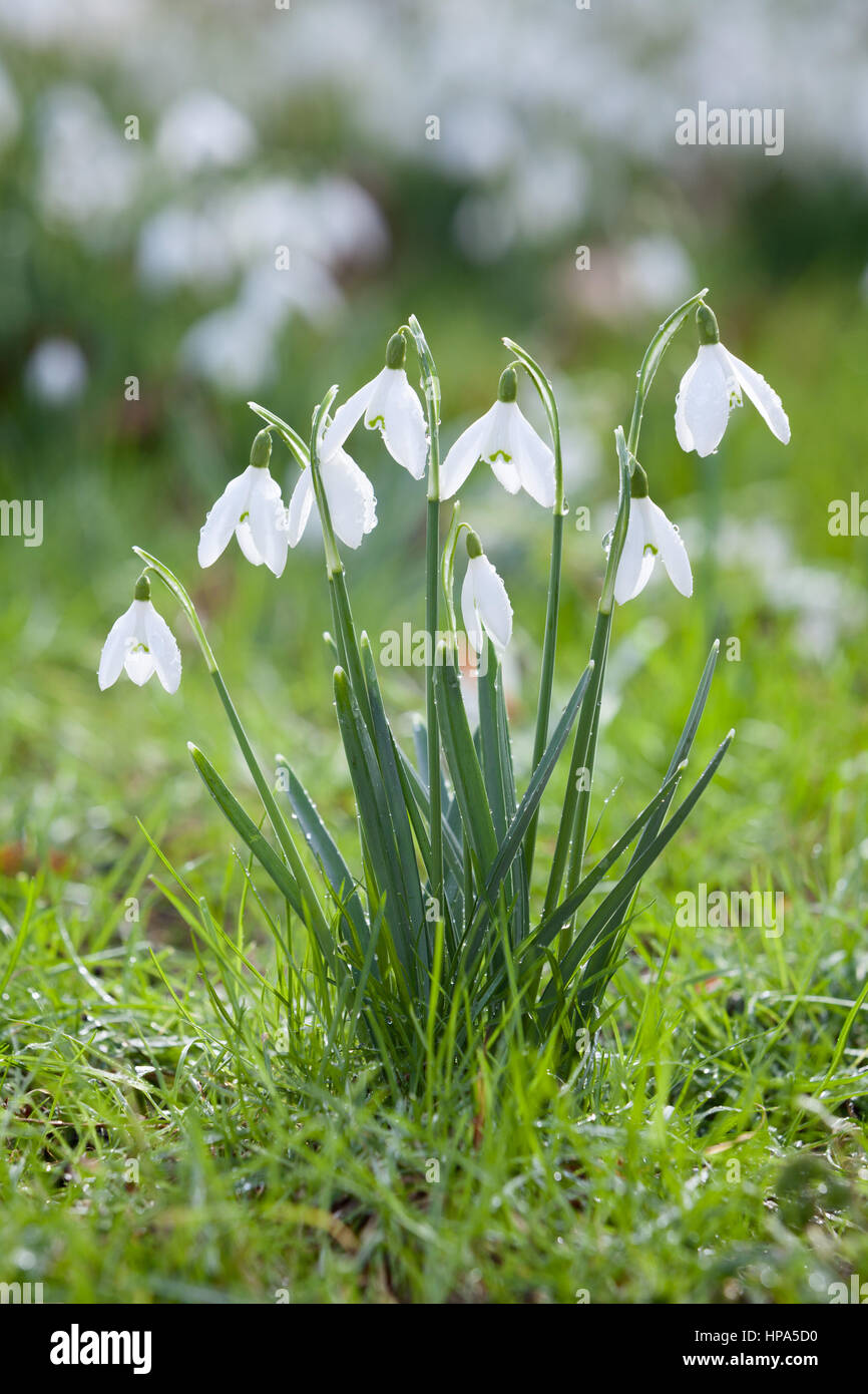 Snowdrops at Elsham Hall Gardens and Country Park. Elsham, North ...