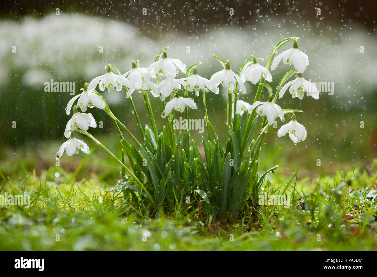 Snowdrops at Elsham Hall Gardens and Country Park. Elsham, North ...