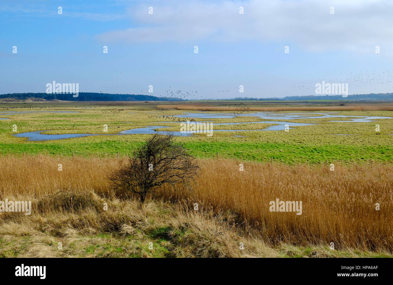 holkham. coastal salt marsh habitat, north norfolk, england Stock Photo ...