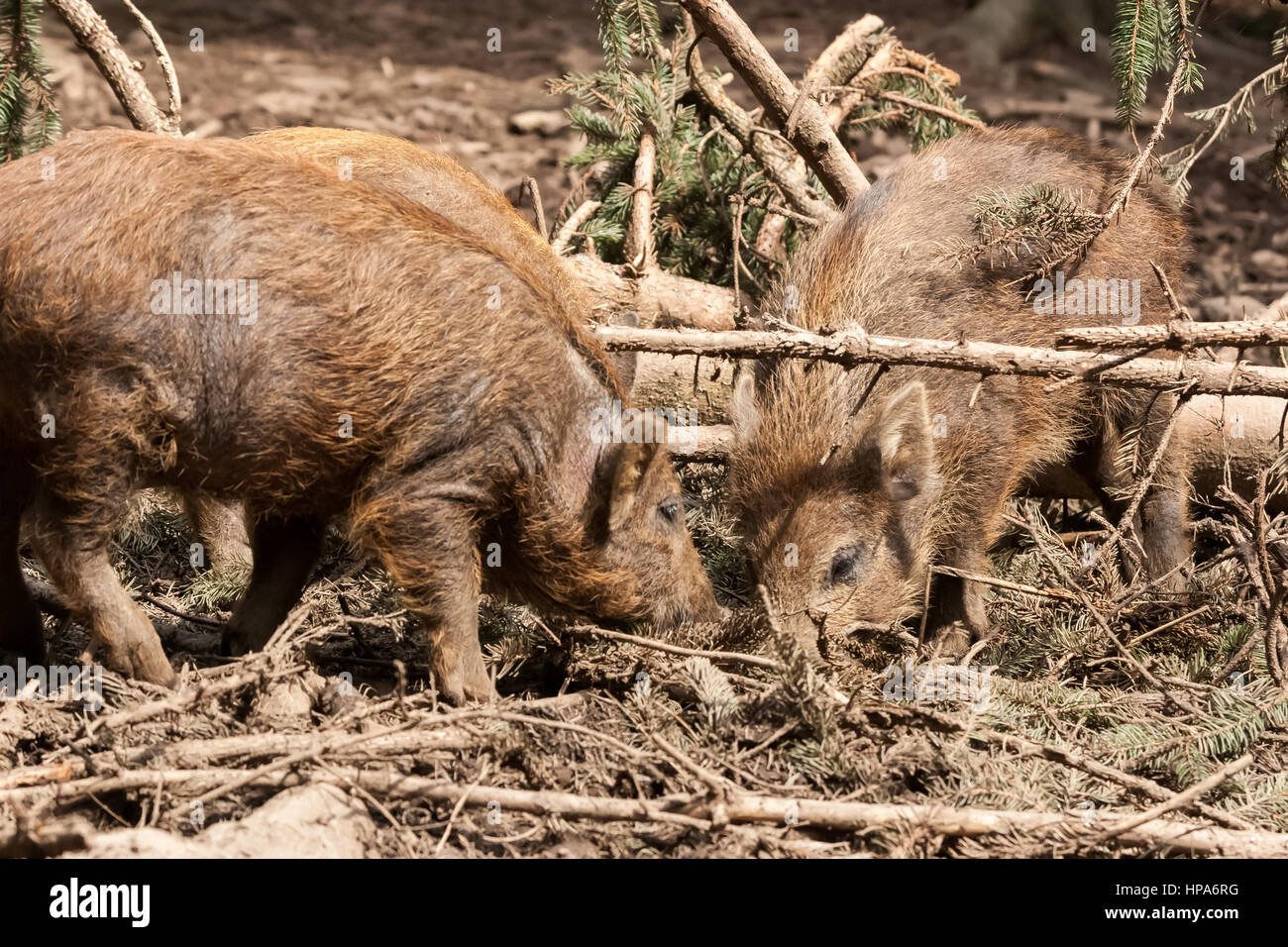 Wild animal enclosure dig hi-res stock photography and images - Alamy