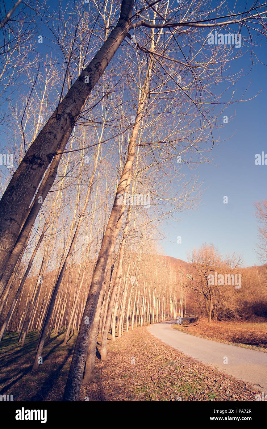 Hybrid poplar tree hi-res stock photography and images - Alamy