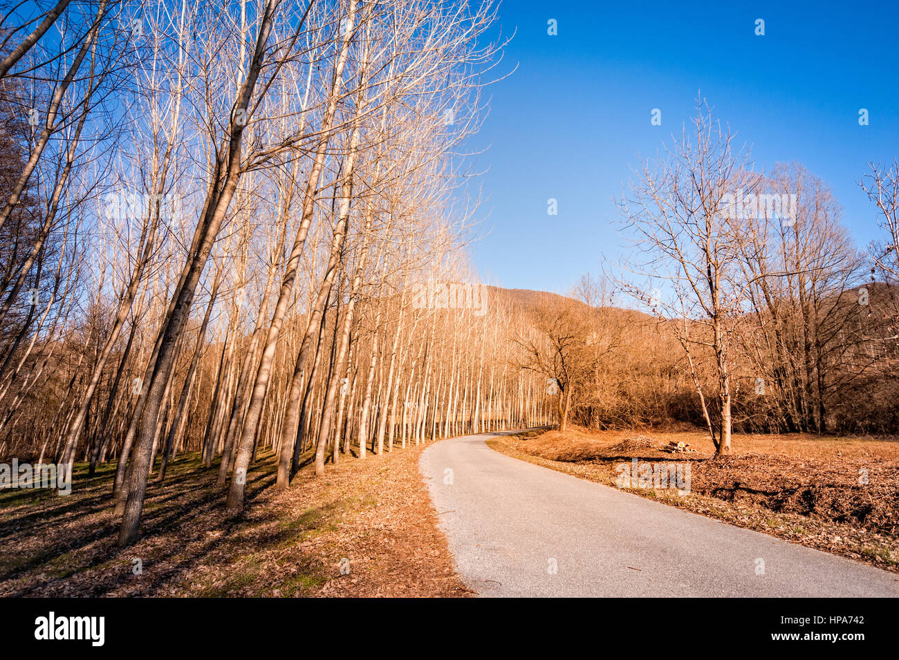 Hybrid poplar tree hi-res stock photography and images - Alamy