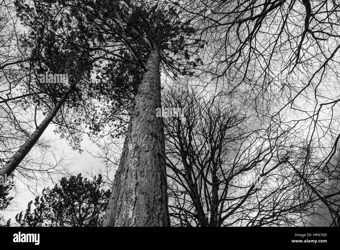 Tree in mono Derbyshire England Stock Photo - Alamy